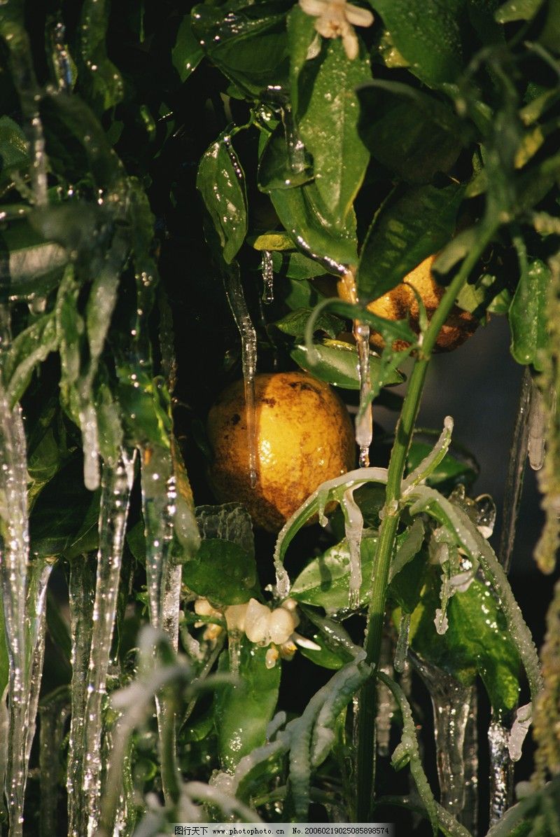 新鲜蔬菜0087图片_食材原料_餐饮美食-图行天下素材网