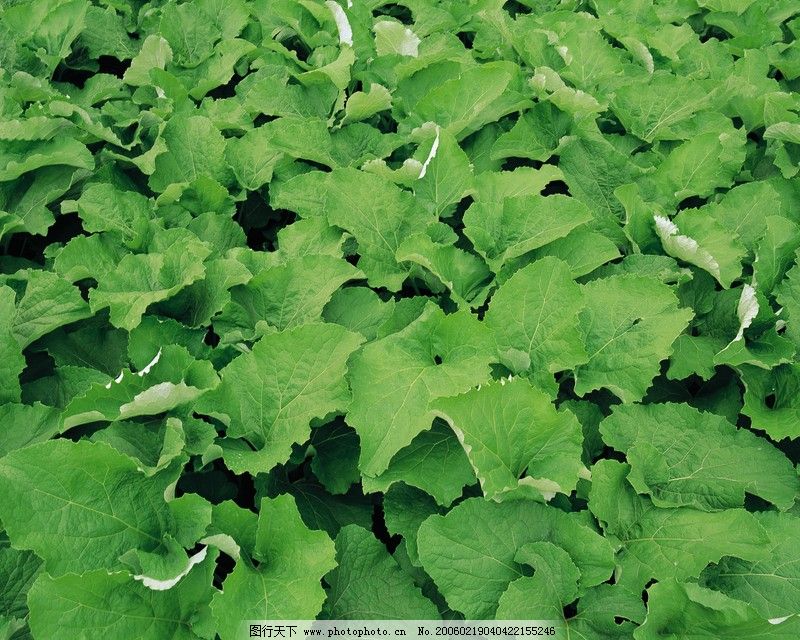 收获季节0064图片_食材原料_餐饮美食-图行天下素材网