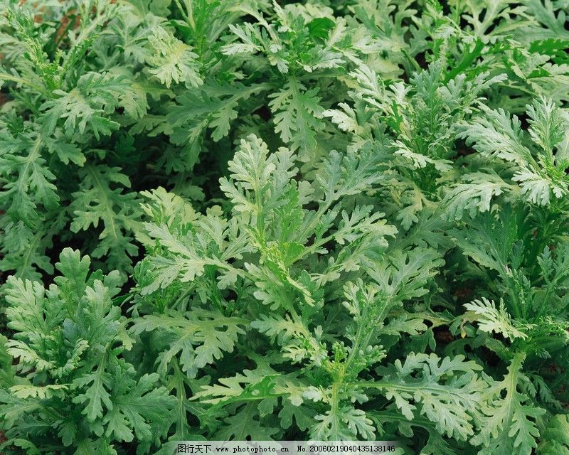 收获季节0062图片_食材原料_餐饮美食-图行天下素材网