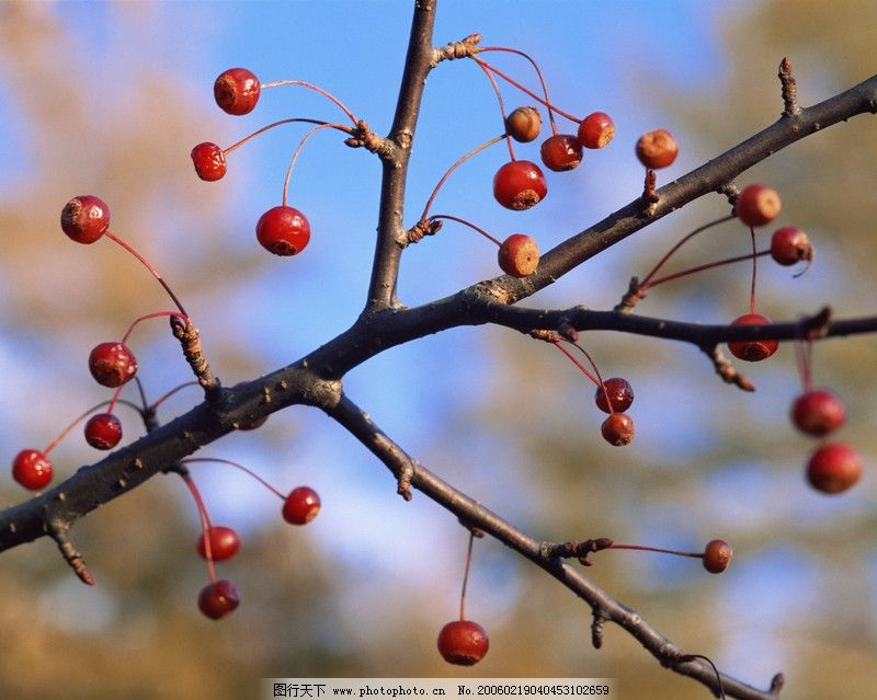 水果天地0056图片_食材原料_餐饮美食-图行天下素材网
