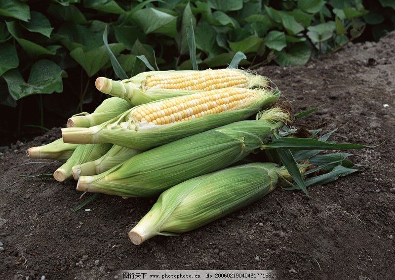 收获季节0153图片_食材原料_餐饮美食-图行天下素材网