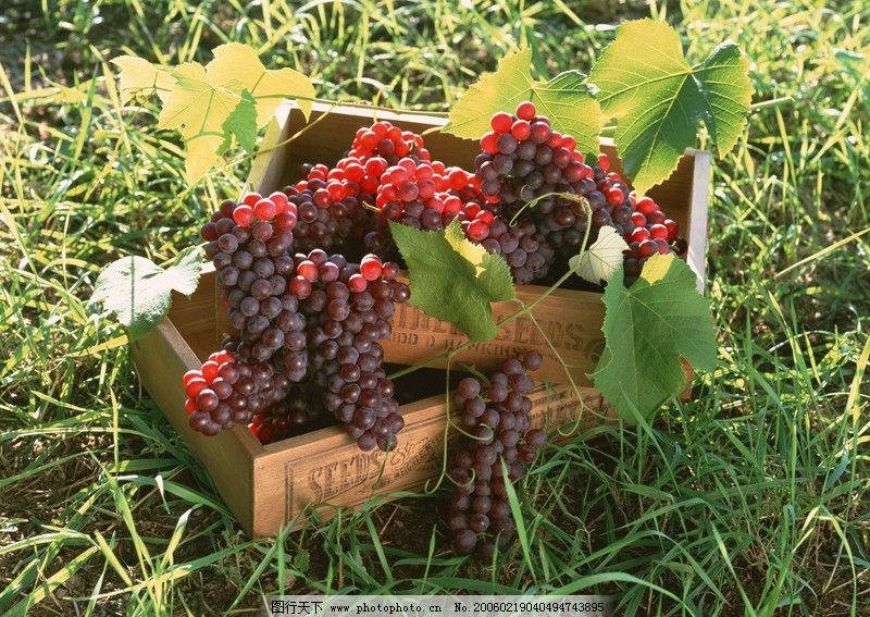 水果天地0109图片_食材原料_餐饮美食-图行天下素材网