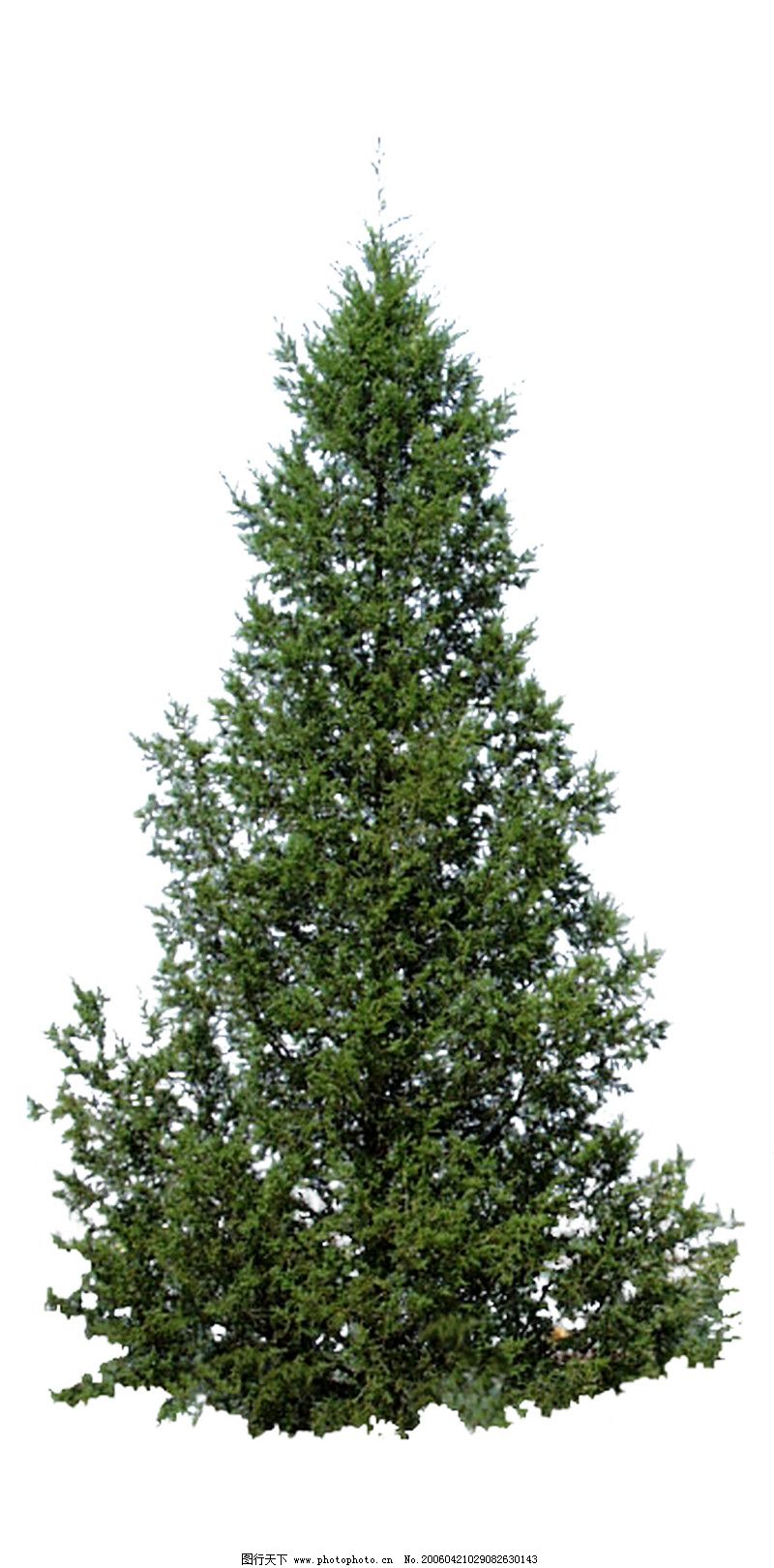 松柏0024图片_装饰画_建筑空间-图行天下素材网